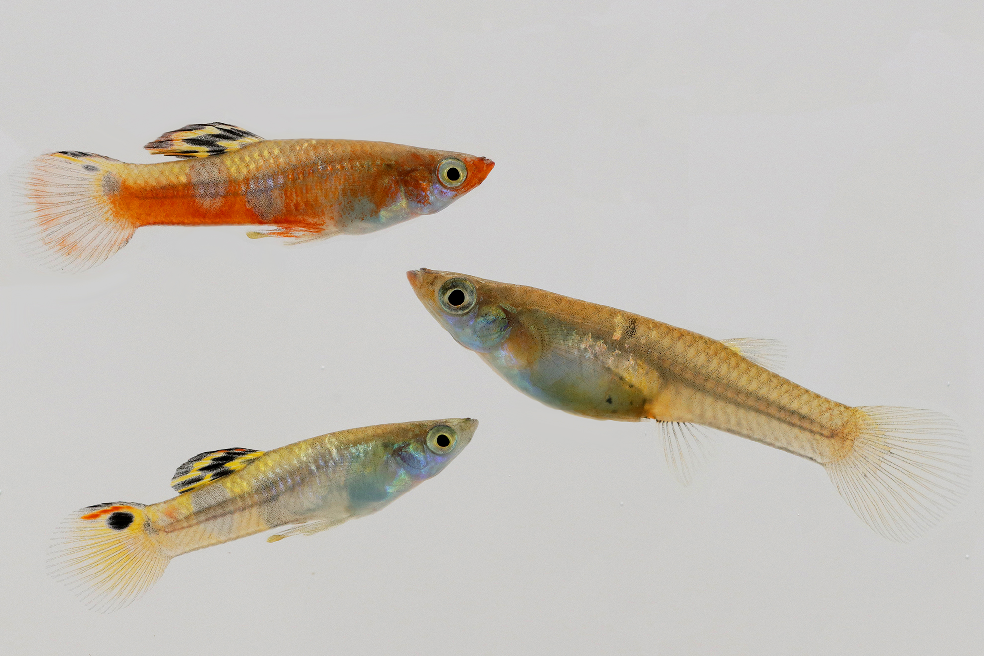 Poecilia picta | Wouter van der Bijl